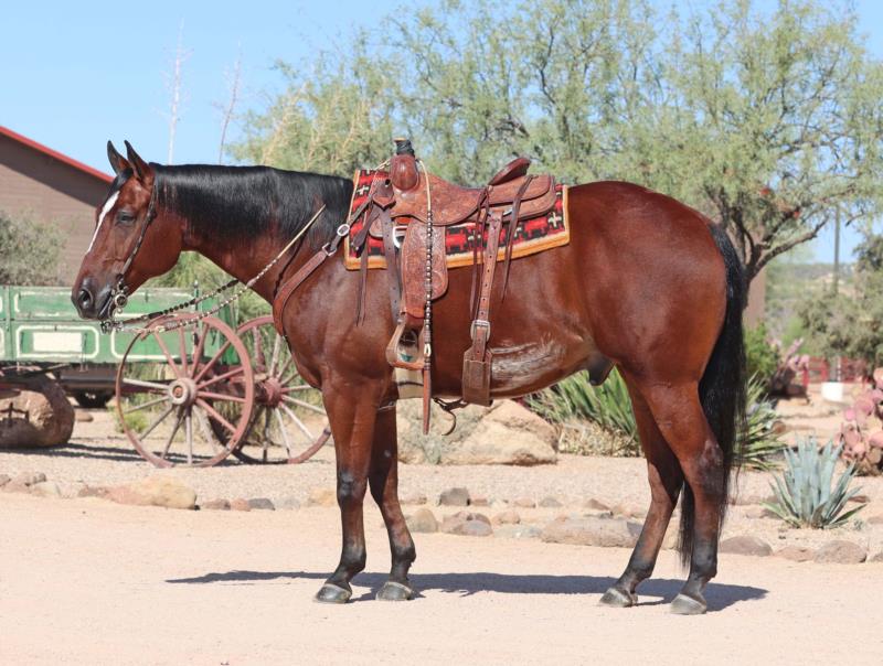 McKibben Performance & Versatility Horses